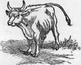 Cattle diseases of the urinary system