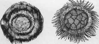 Cattle parasitic skin diseases