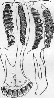 Cattle - teeth, garget, abortion etc