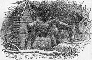 Horse diseases of the skin