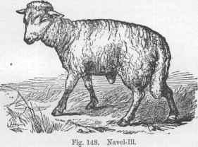 The diseases of sheep