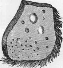 The diseases of sheep